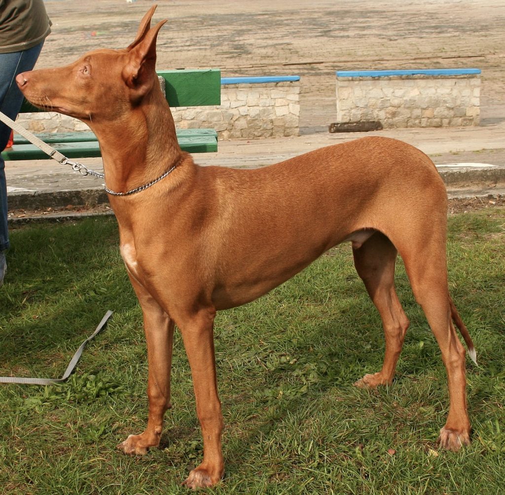 Most Popular Sighthound Breeds - Hunting Dogs Turned Family Dogs