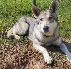Dutch Dog Breeds - Get To Know The Shepherd And Spaniel From The ...