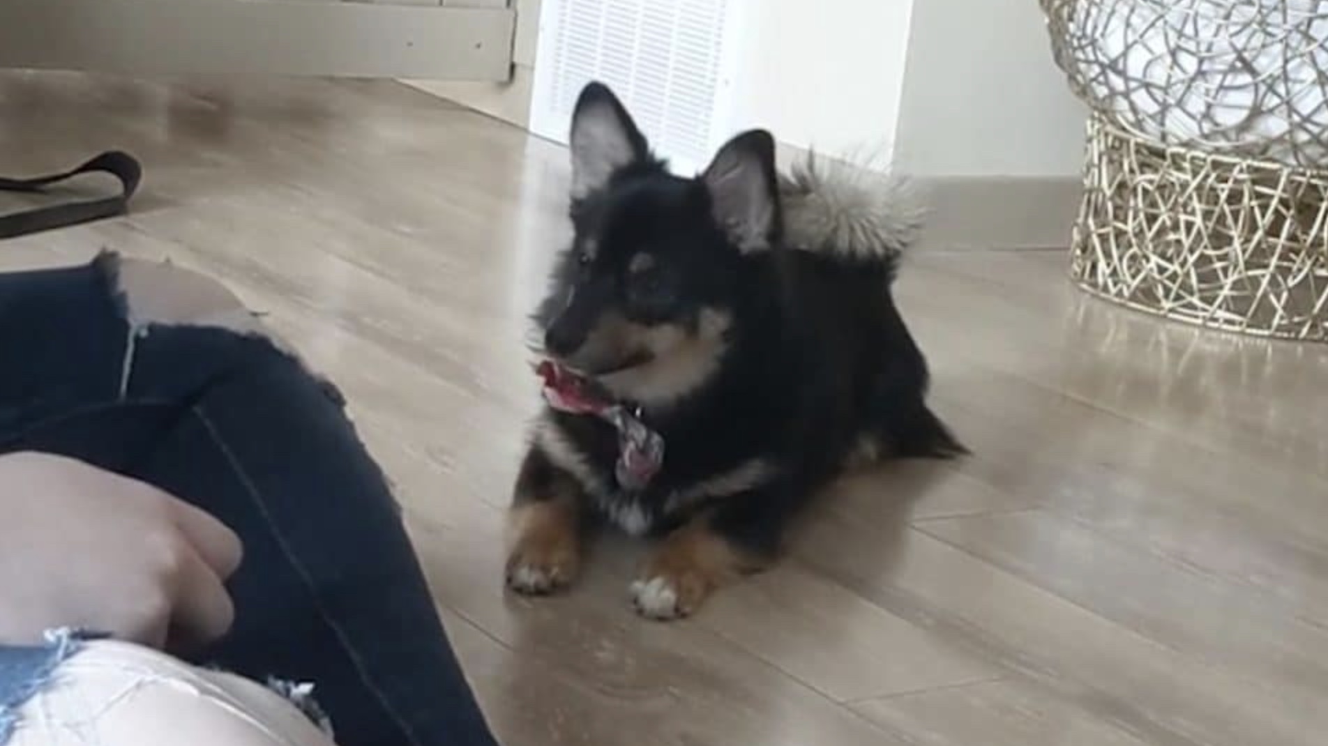 Shaping Dog Training Technique - What Is It And How To Use It?