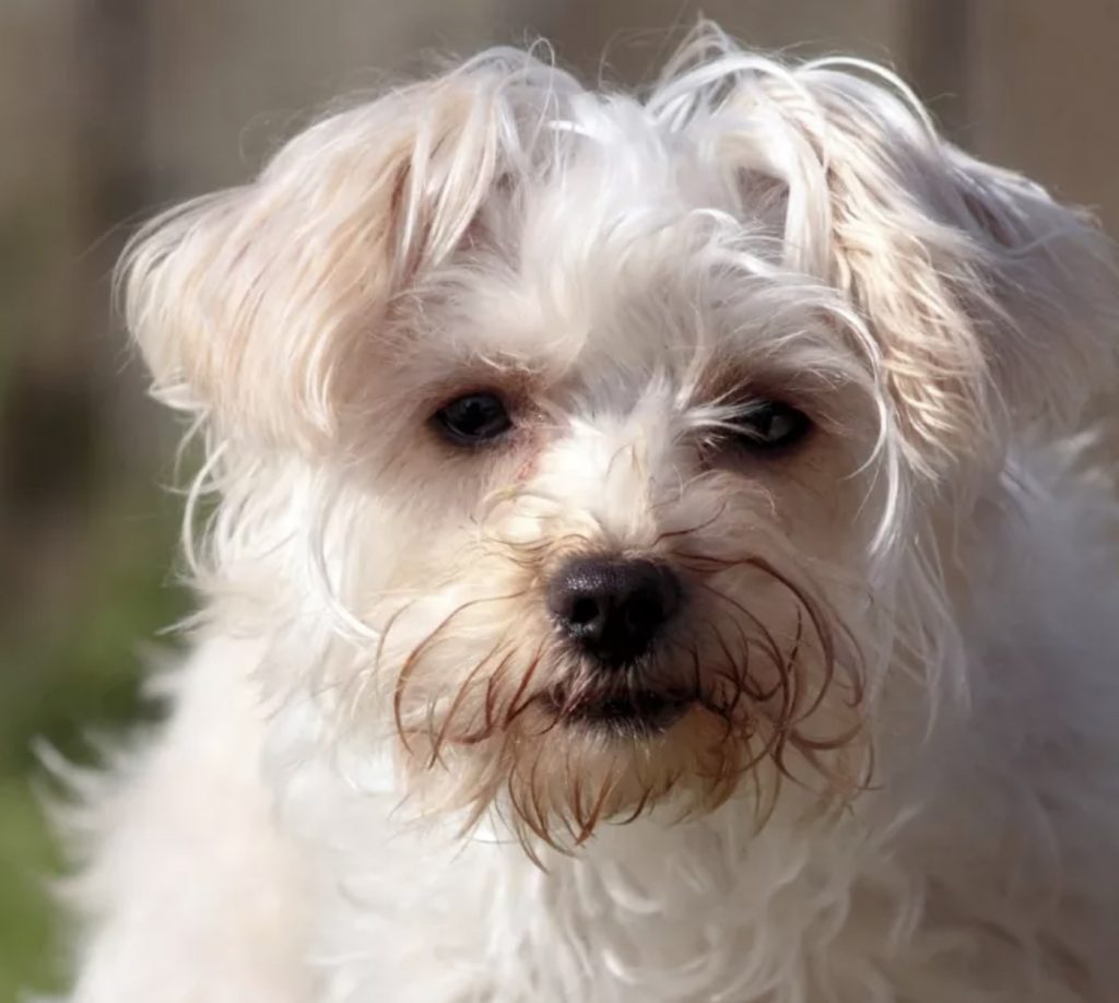 Tibetan Dog Breeds - What Are The Dogs Linked To Tibetan Buddhists?