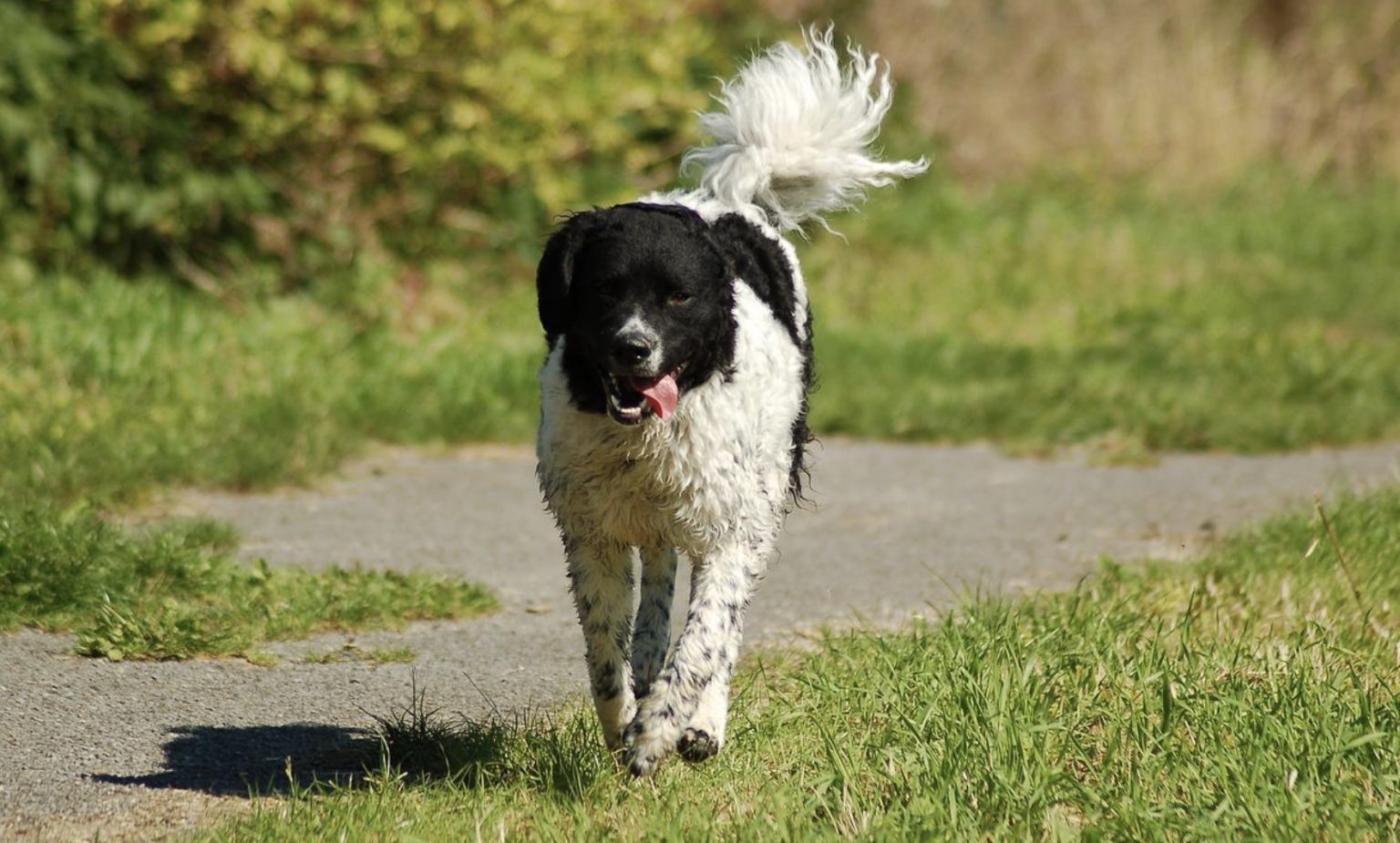 Dutch Dog Breeds - Get To Know The Shepherd And Spaniel From The ...