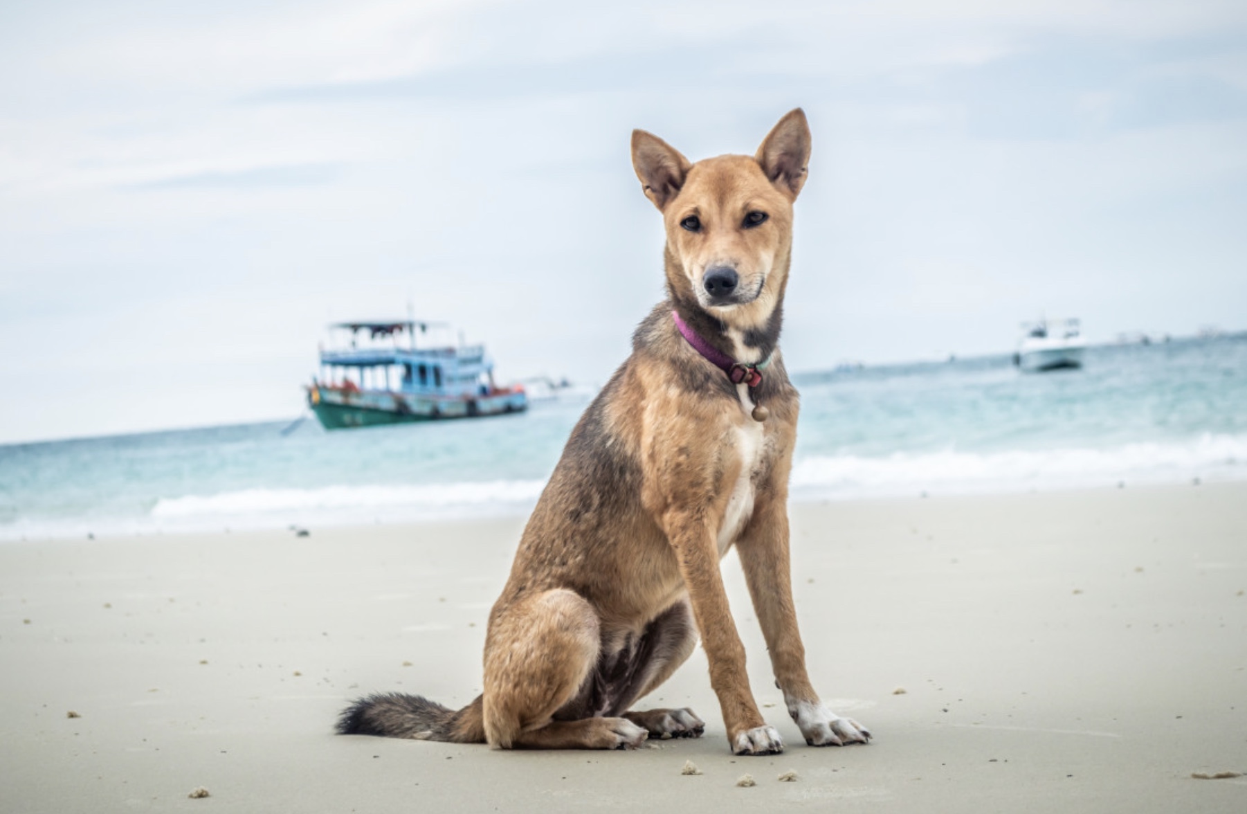 Pattern Games That Help With Dog Reactivity – Calm Your Reactive Puppy