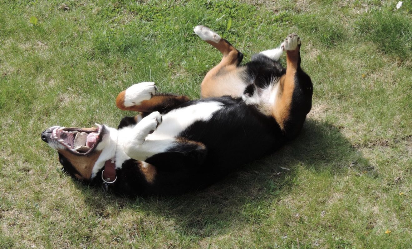 How To Teach Dog To Roll Over? Learn New Cool Tricks