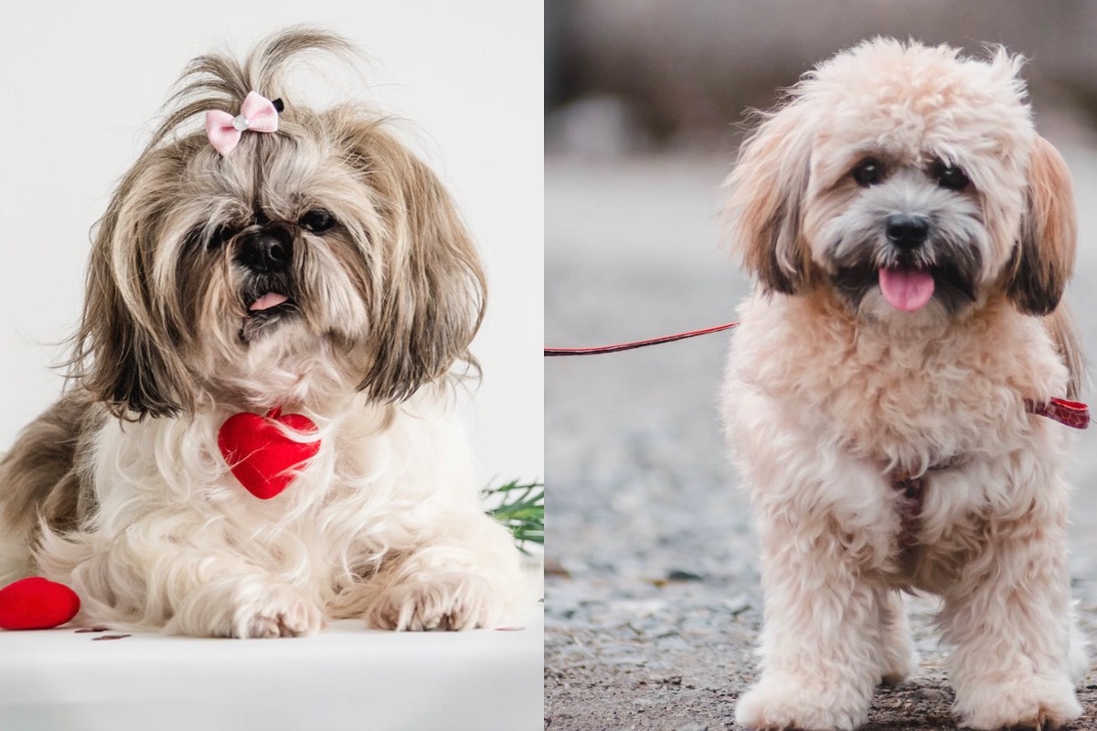 Shih Tzu Vs Lhasa Apso - Aristocratic Breeds Comparison