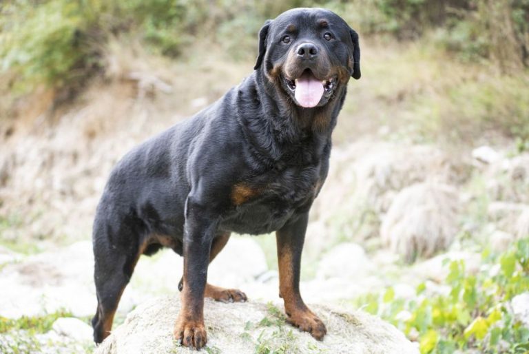 German Rottweiler Vs American Rottweiler – Is There A Difference At All?