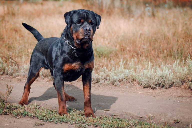 German Rottweiler Vs American Rottweiler – Is There A Difference At All?