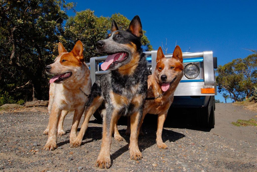 Red Heeler Vs Blue Heeler – How Important Is Coat Color?