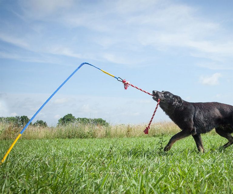 Tug Toy For Reactivity - What Is The Best Dog Tug Toy?