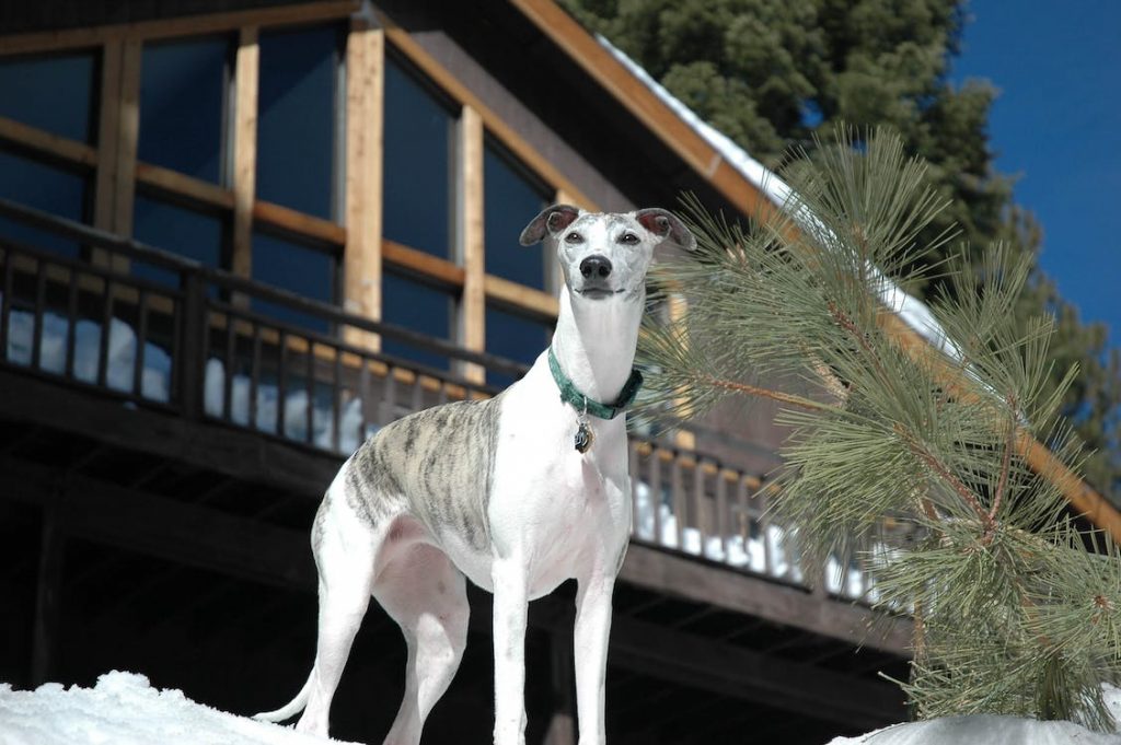Italian Greyhound Vs Whippet – Can You Tell The Difference?