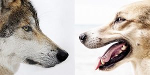 Wolf Vs Dog - How Have Canines Changed Over The Years?