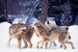 Wolf Vs Dog - How Have Canines Changed Over The Years?