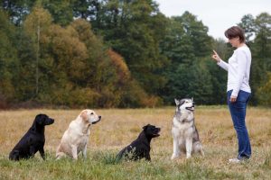 How To Train Your Dog To Ignore Other Dogs?