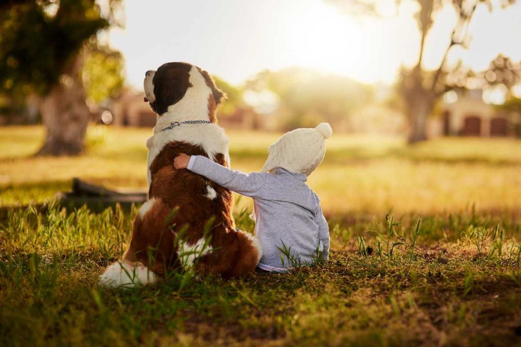 Bernese Mountain Dog Vs Saint Bernard - Biggest Differences And ... Bernese Mountain Dog Vs Saint Bernard - Biggest Differences And ...