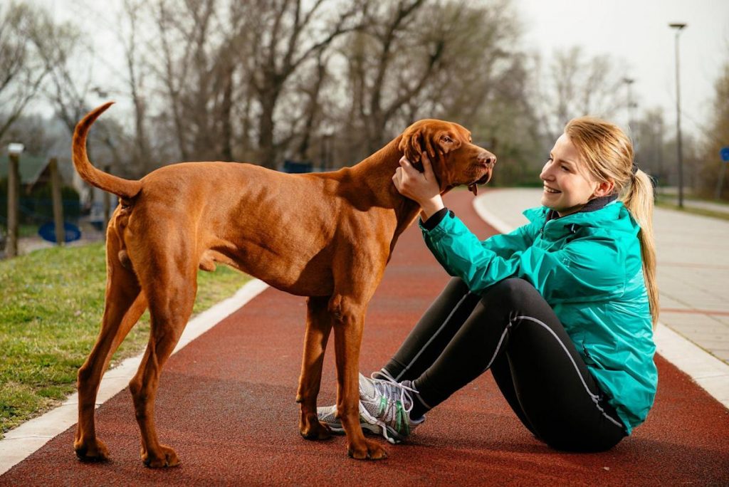 Vizsla Vs Weimaraner – Two Fast Noble Dogs Perfect For Active Family
