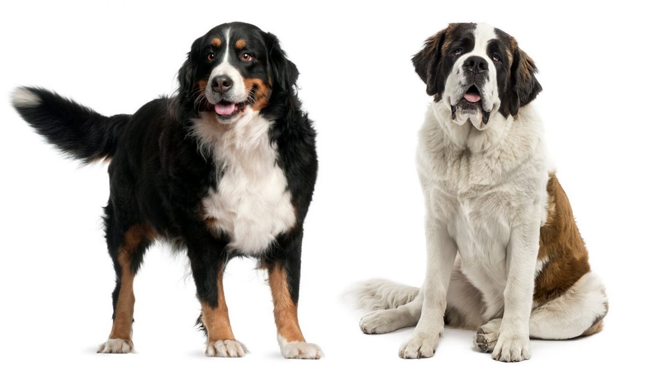 Bernese Mountain Dog Vs Saint Bernard - Biggest Differences And ...