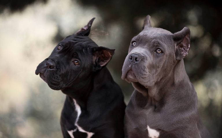 Cane Corso Vs Pitbull - Two Loving Dogs Showing Affection In A ...