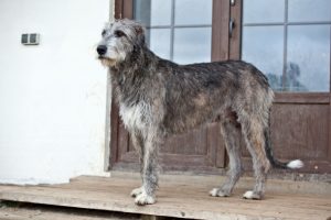 Irish Wolfhound Vs Great Dane - Giant Dog Breeds Comparison