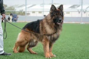 King Shepherd Vs German Shepherd – How To Spot The Difference?