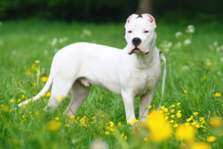 Dogo Argentino Vs Cane Corso – Two Giant Guard Dogs