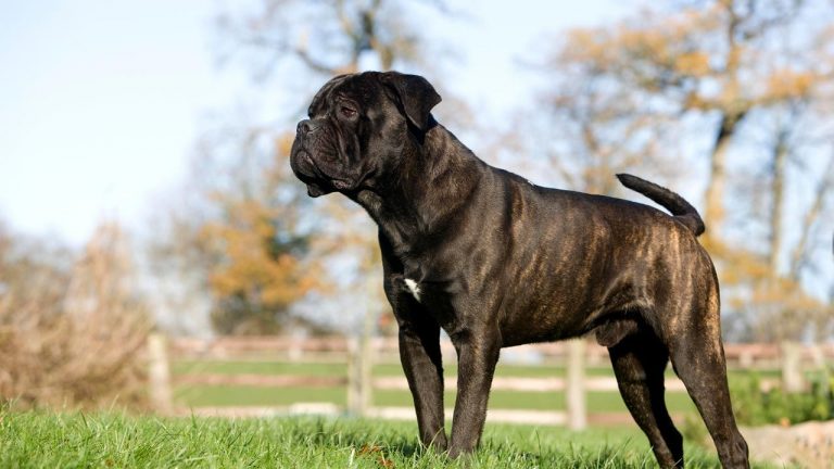 Dogo Argentino Vs Cane Corso – Two Giant Guard Dogs
