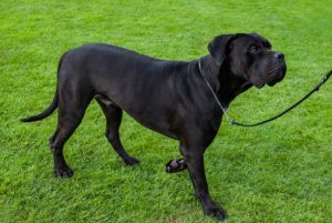 Cane Corso Vs Rottweiler – Which Guard Dog Is Your Choice?