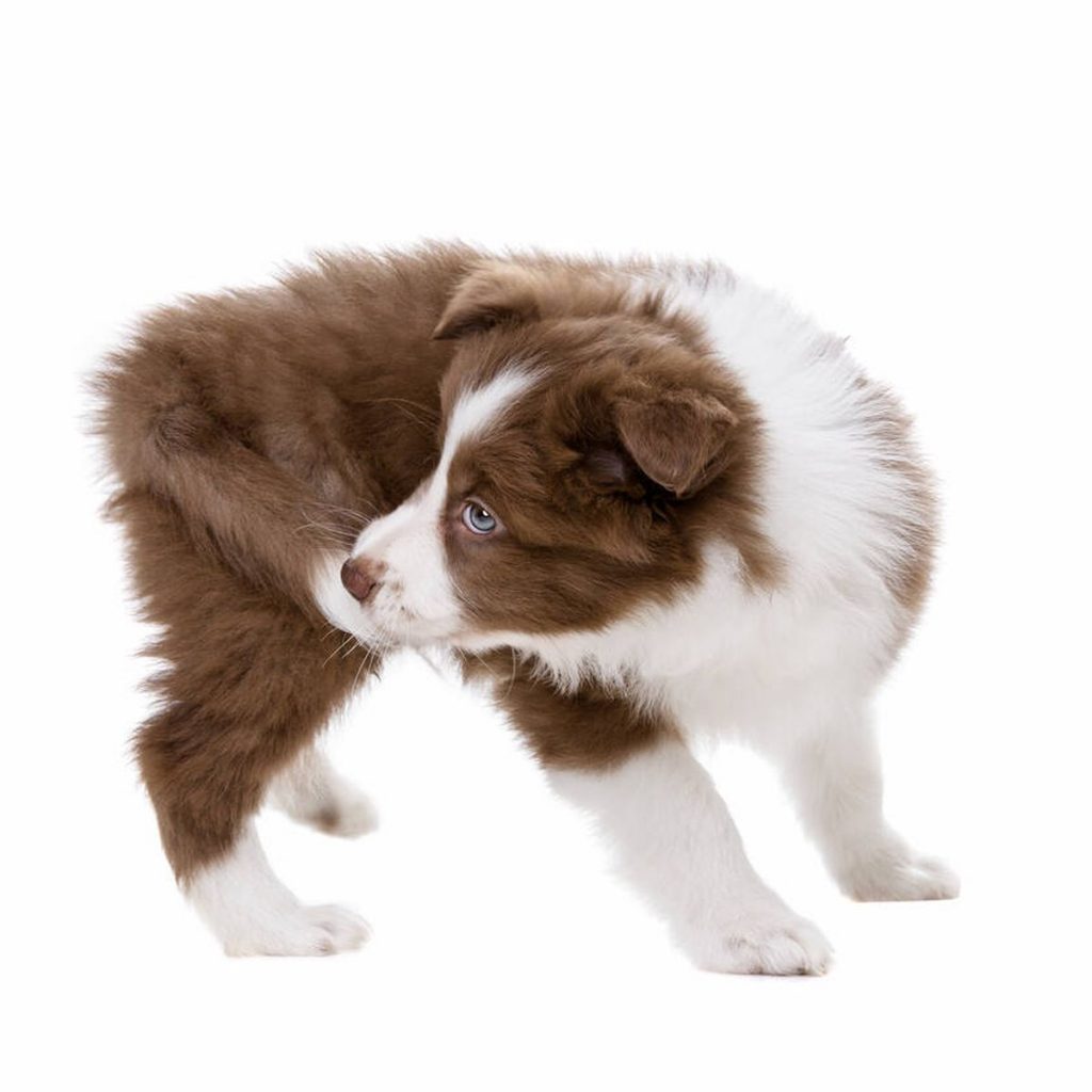 Dog Tail-Biting Compulsive Disorder – Why Do Dogs Bite Their Tail?