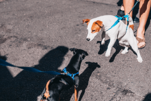 Leash Aggression In Dogs - What Causes It? How To Deal With It?
