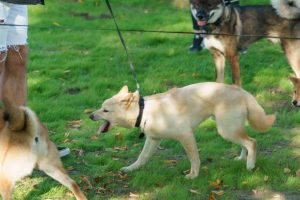 Leash Aggression In Dogs - What Causes It? How To Deal With It?
