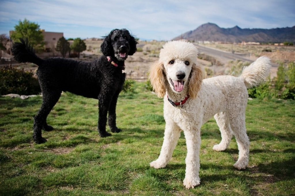 Poodle Vs Goldendoodle – Purebred Versus Mixed Breed Comparison