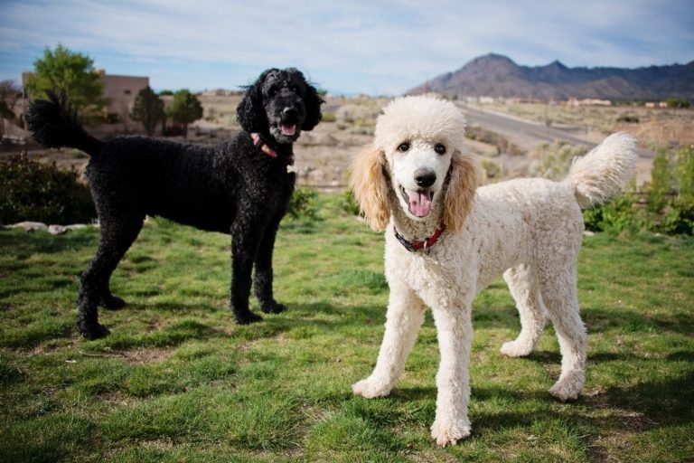 Poodle Vs Goldendoodle – Purebred Versus Mixed Breed Comparison