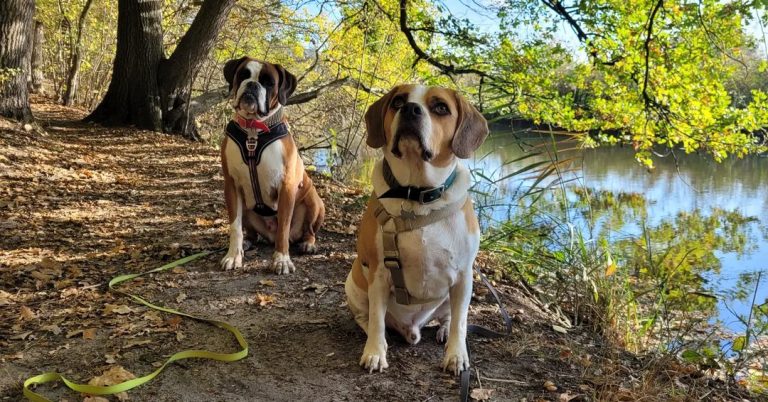 Boxer Beagle Mix - Part Athlete, Part Detective, All Heart