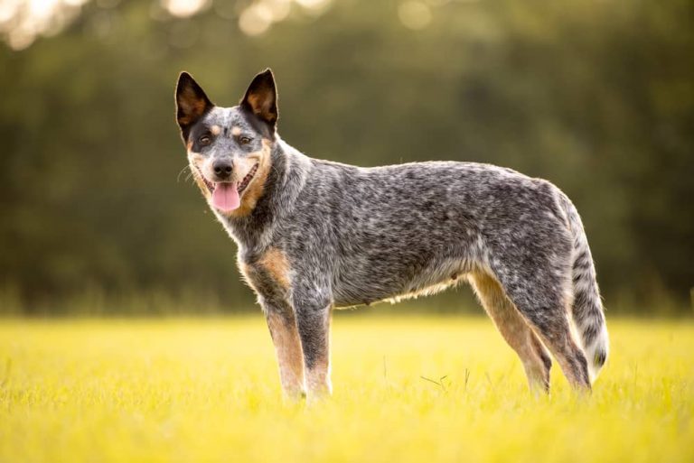The Best Of Both Worlds: Blue Heeler Lab Mix For Active Families