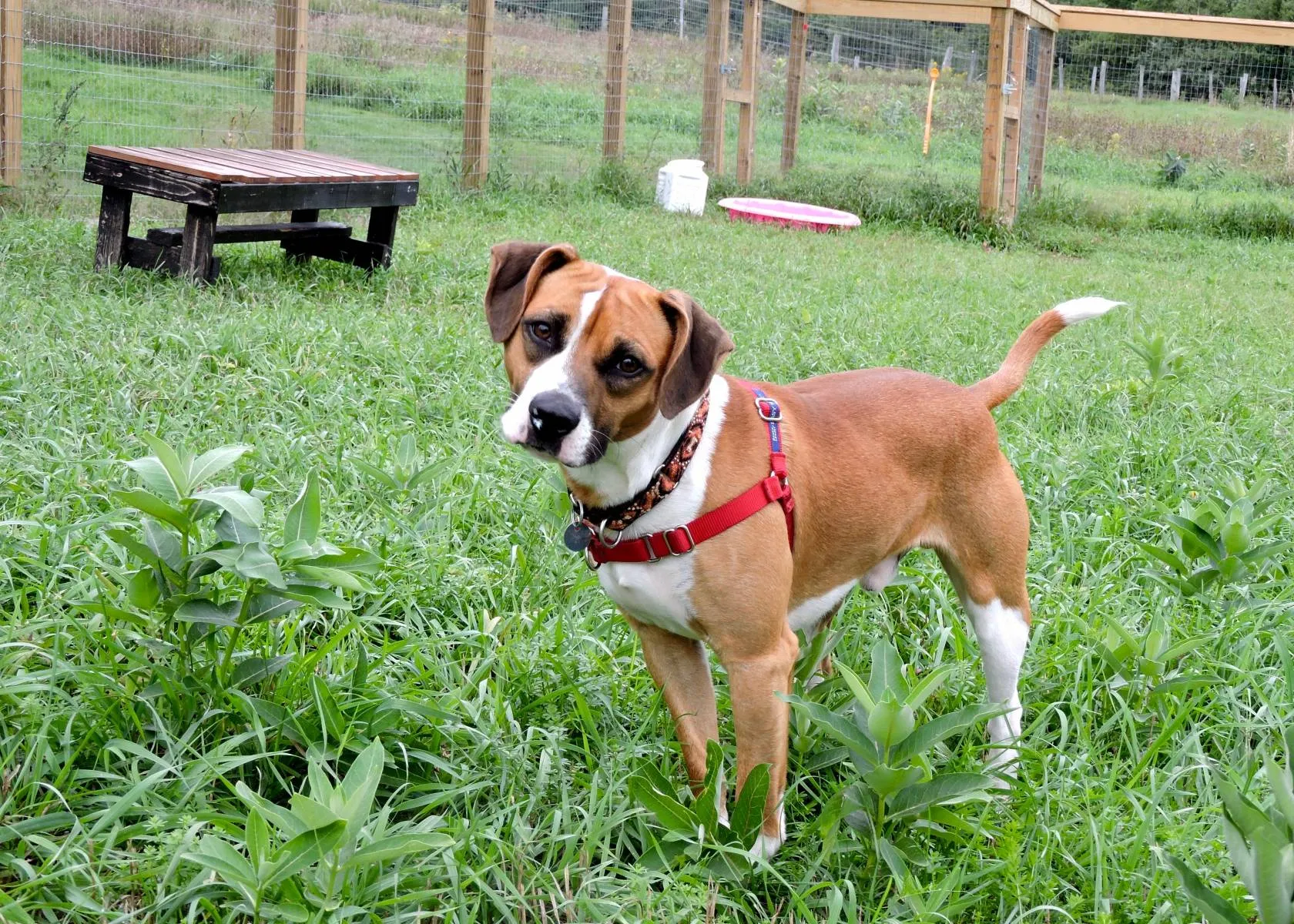 Boxer Beagle Mix - Part Athlete, Part Detective, All Heart