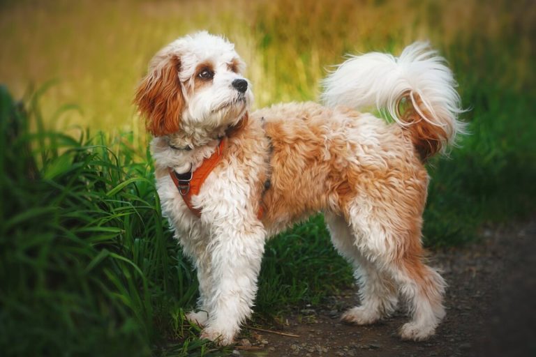 Cavapoo Vs Maltipoo – Who Is Your Favorite Designer Dog?