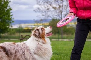 How To Train An Australian Shepherd – Challenges Of Herding Breeds