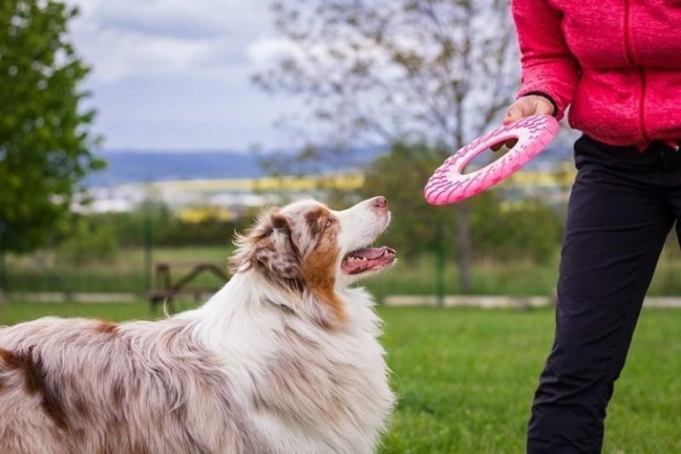 How To Train An Australian Shepherd – Challenges Of Herding Breeds