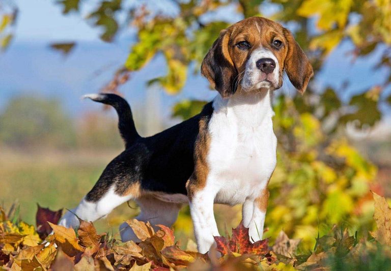 Boxer Beagle Mix - Part Athlete, Part Detective, All Heart