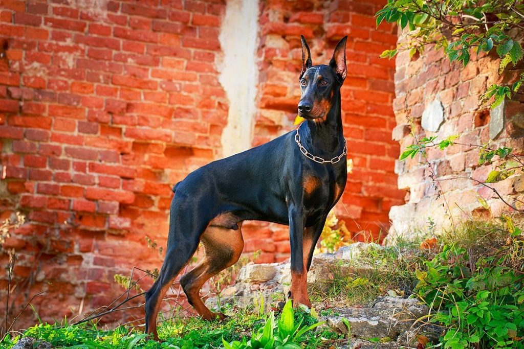 German Pinscher Vs Doberman: Comparing Two Distinct Breeds