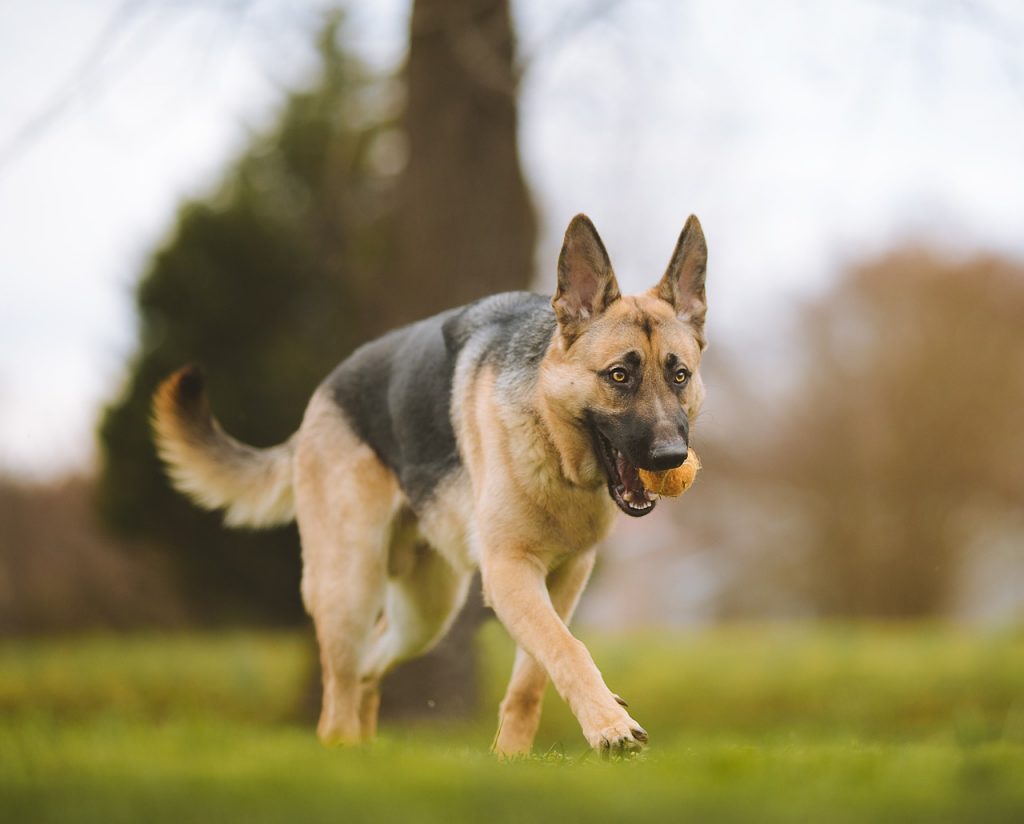 American Vs European German Shepherd – Can You Notice The Differences?