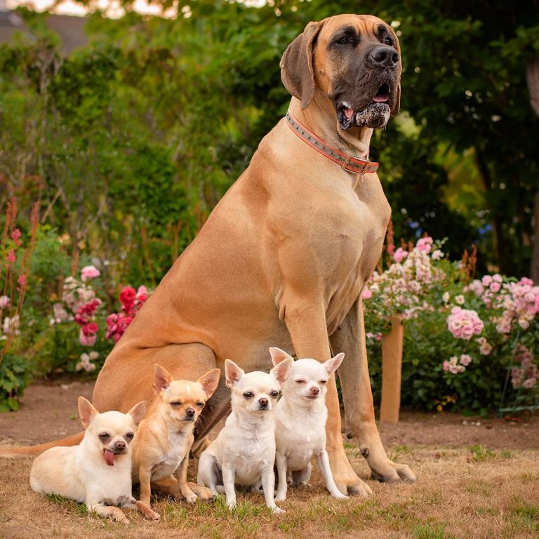 When Big Meets Small: The Wild World Of The Chihuahua Great Dane Mix