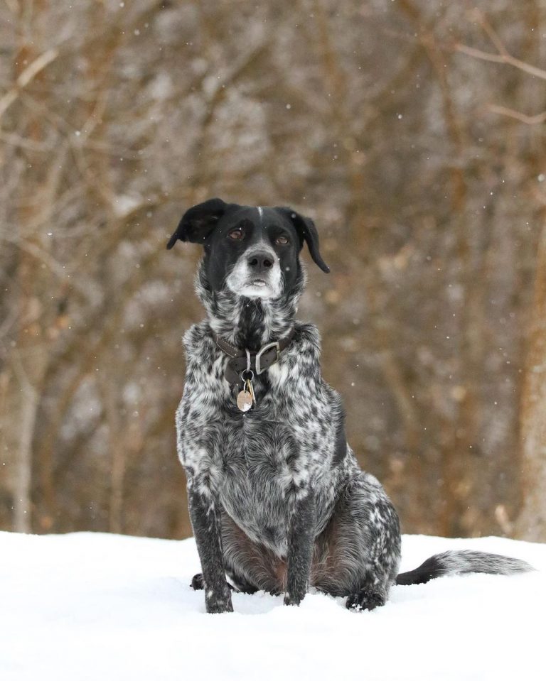 The Best Of Both Worlds: Blue Heeler Lab Mix For Active Families