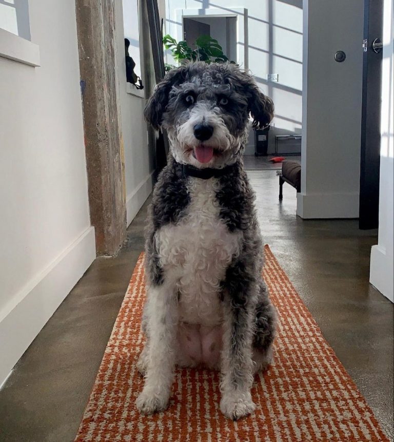 The Husky Poodle Mix: Too Smart, Too Fluffy, And Totally Fabulous
