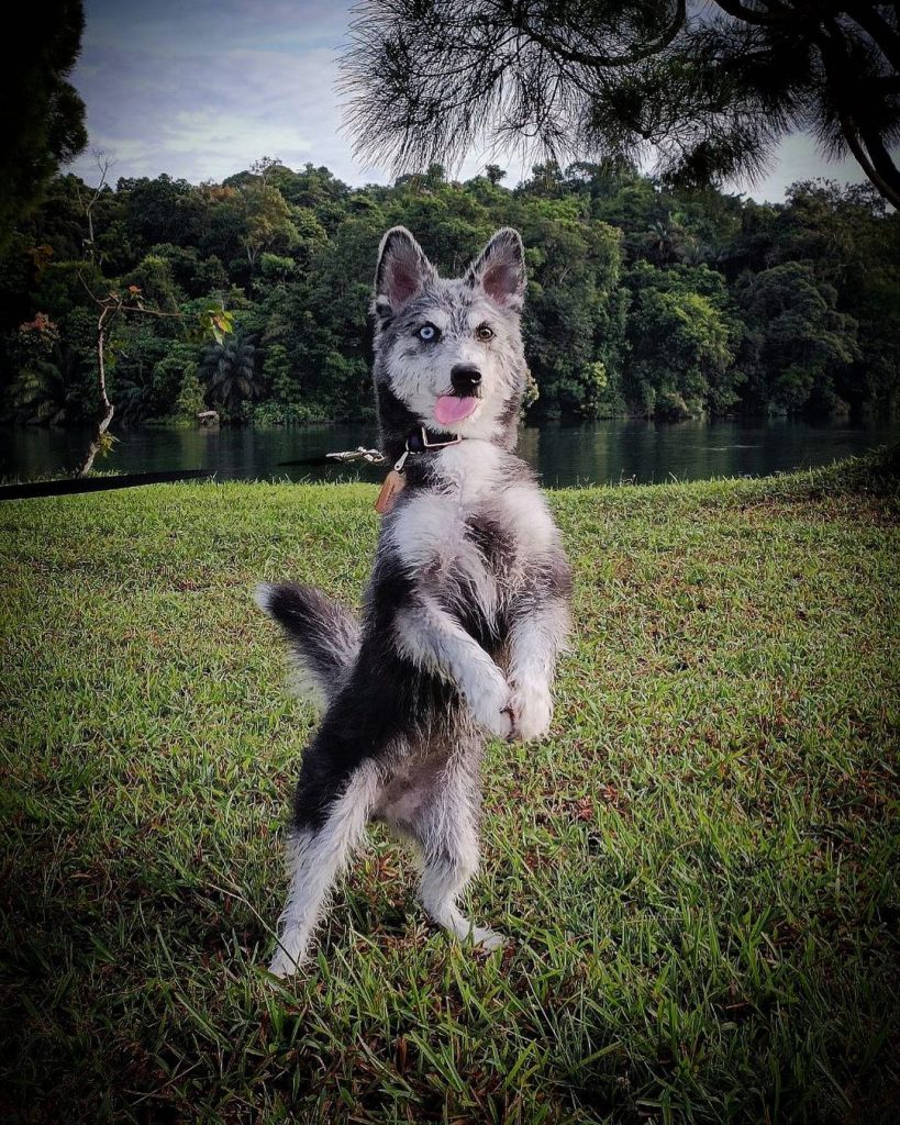 The Husky Poodle Mix: Too Smart, Too Fluffy, And Totally Fabulous