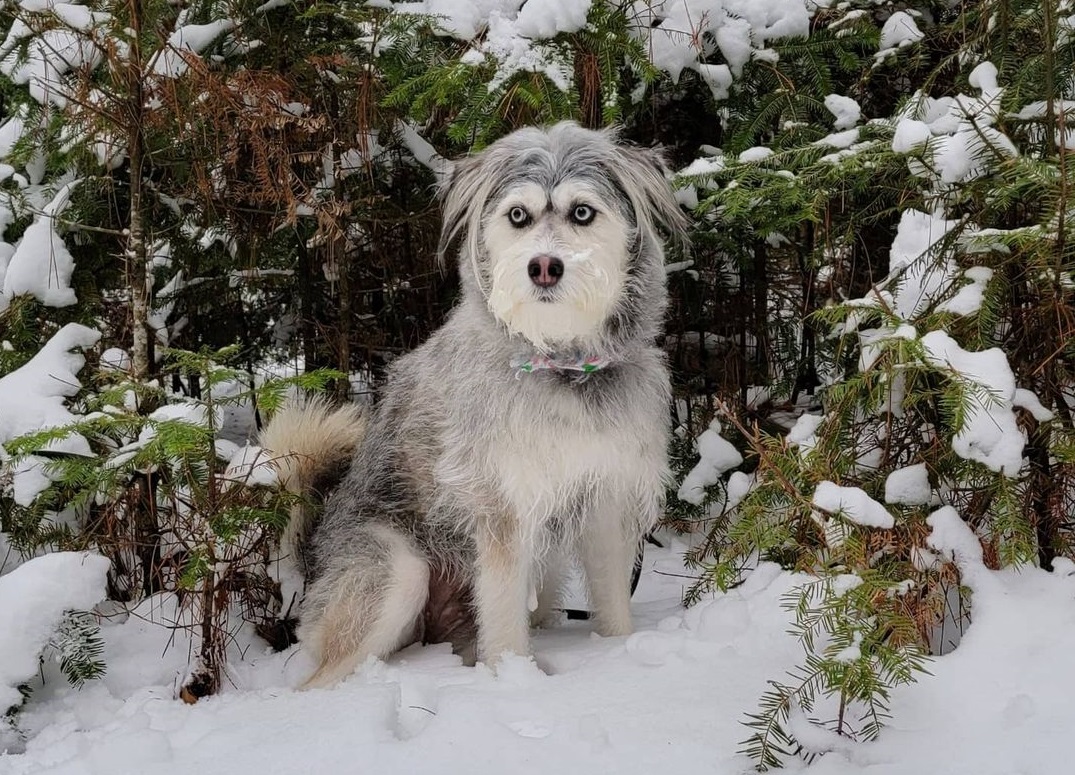 Siberian Husky Mixed With Poodle