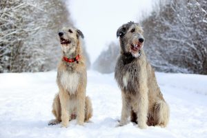 Scottish Deerhound Vs Irish Wolfhound – Your Choice For A Large Dog
