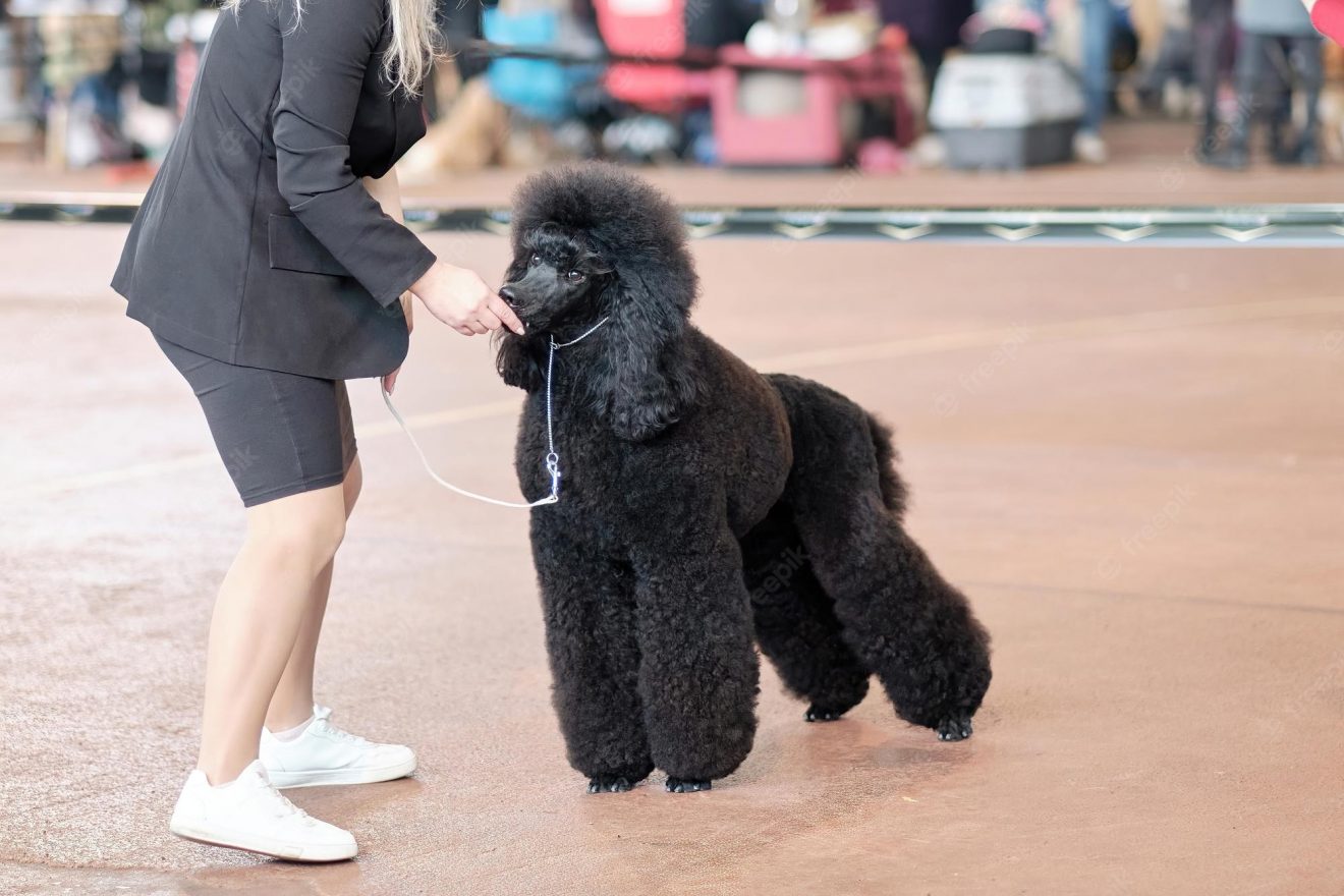 How To Train A Poodle – Challenges And Tricks