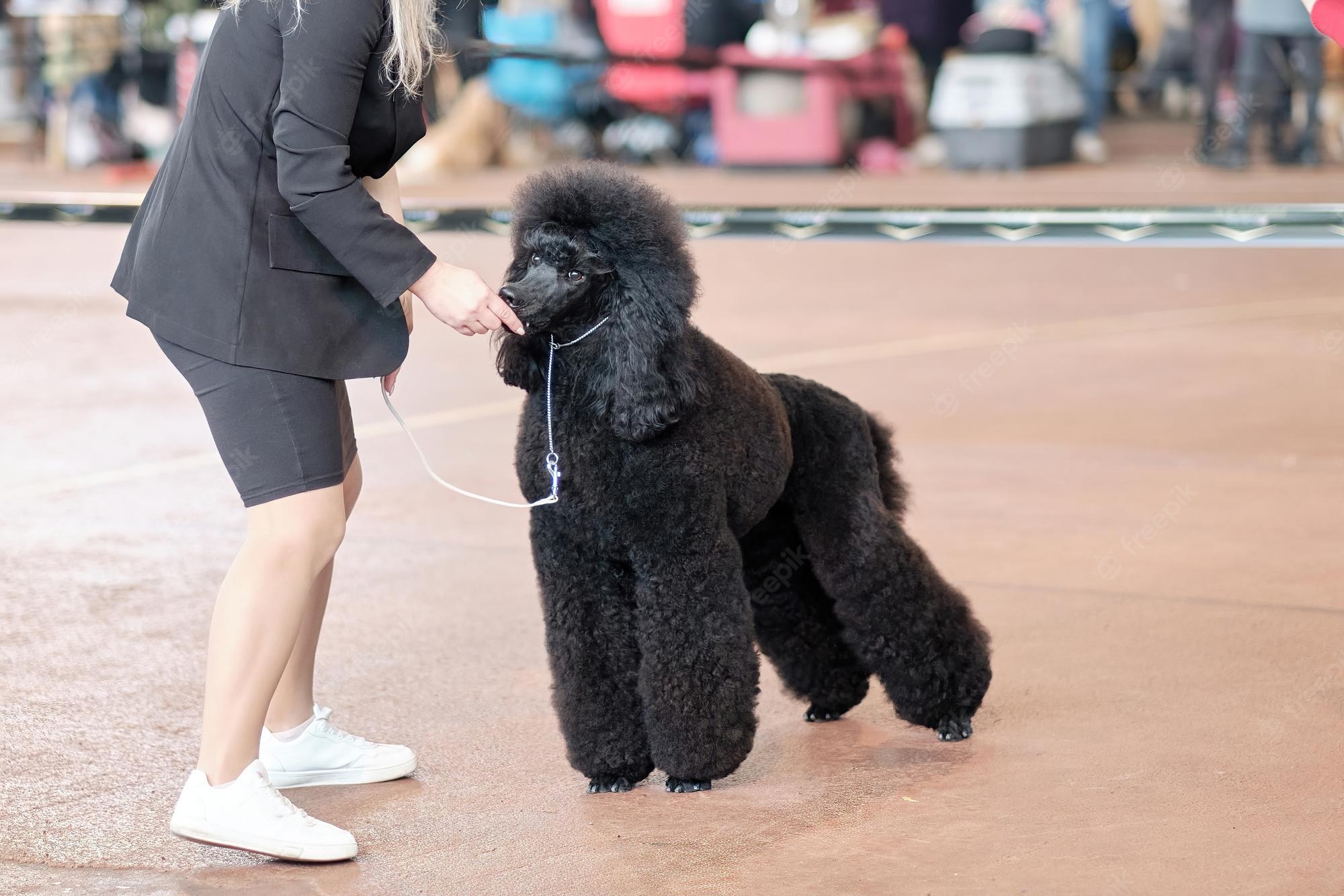 How To Train A Poodle – Challenges And Tricks