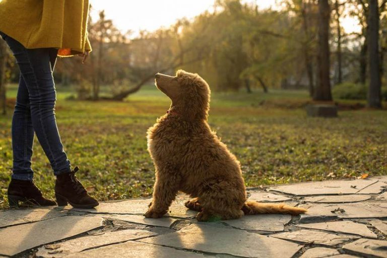 How To Train A Poodle – Challenges And Tricks