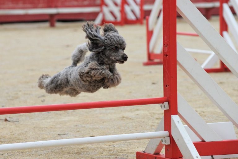 How To Train A Poodle – Challenges And Tricks