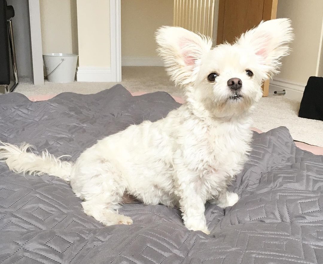 Cuteness Overload: 5 Reasons To Love The Shih Tzu Chihuahua Mix